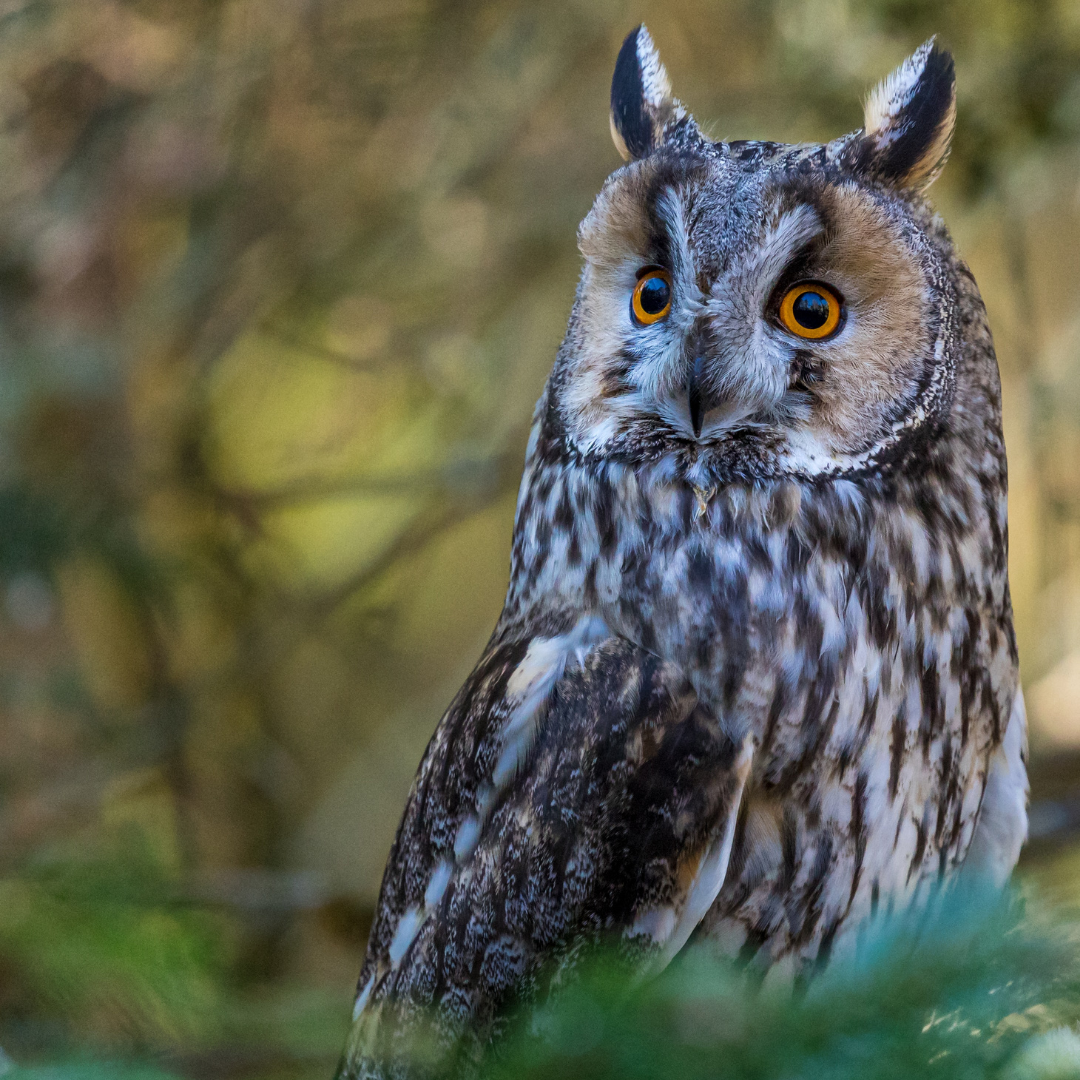 How to attract owls in the garden? - Esschert Design