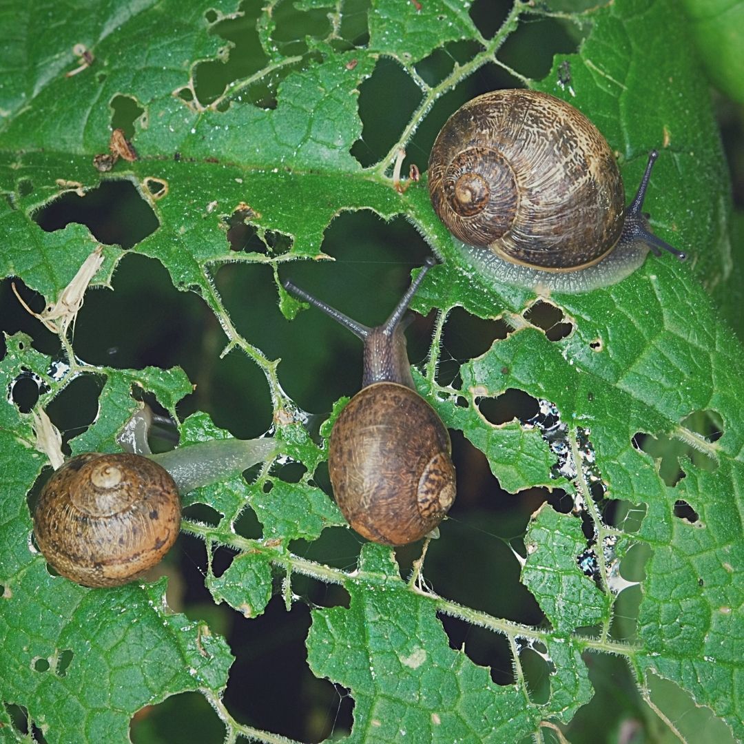Environmentally friendly snail infestation control: Handy tips and anti ...