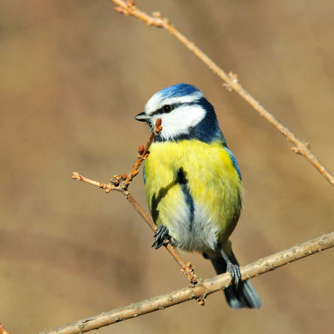 How to Get Animals to Visit Your Garden - Esschert Design